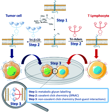 Cell–cell interactions via non-covalent click chemistry - Chemical ...