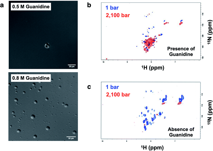 Phase separation of p53 precedes aggregation and is affected by ...