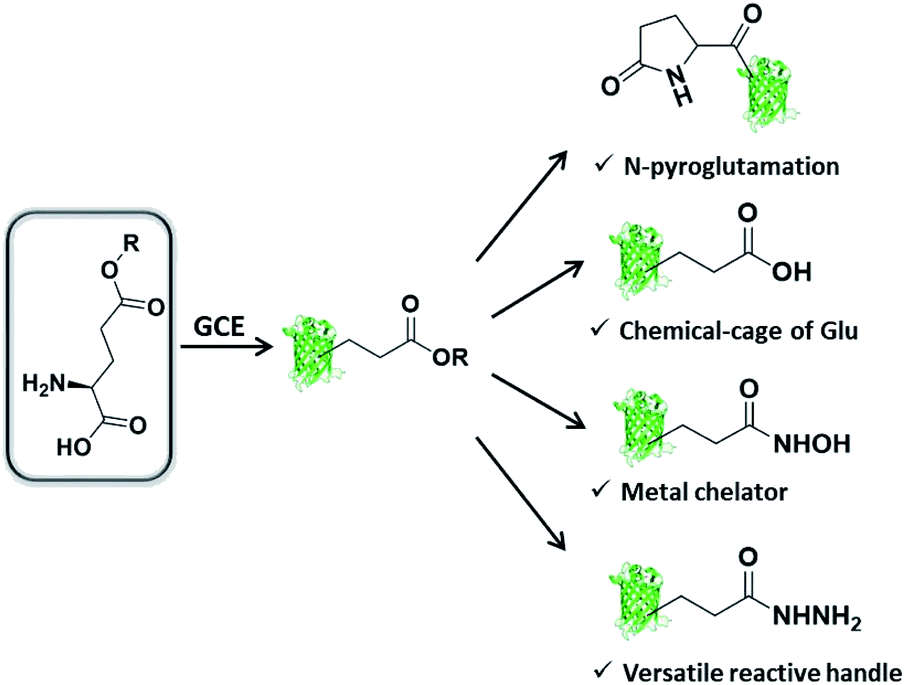 Diverse protein manipulations with genetically encoded glutamic acid ...