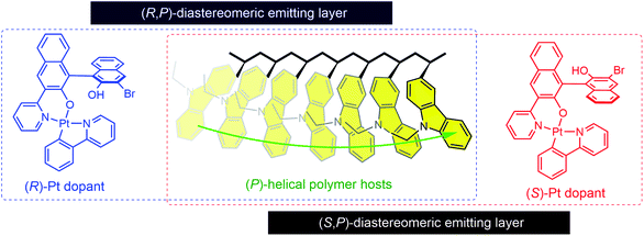 Chiral polymer hosts for circularly polarized electroluminescence ...