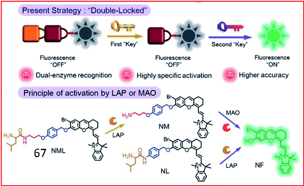 Fluorescent probes for visualizing ROS-associated proteins in disease ...