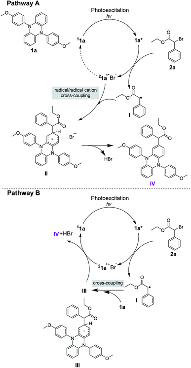 Photomediated core modification of organic photoredox catalysts in ...