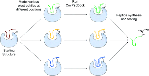 Covalent flexible peptide docking in Rosetta - Chemical Science (RSC ...