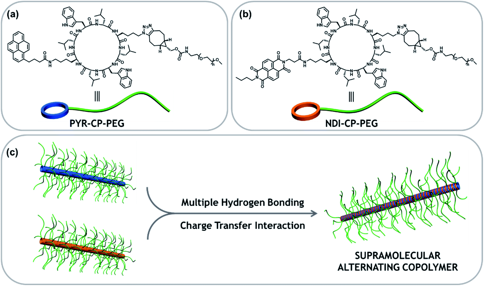 Tubular supramolecular alternating copolymers fabricated by cyclic ...