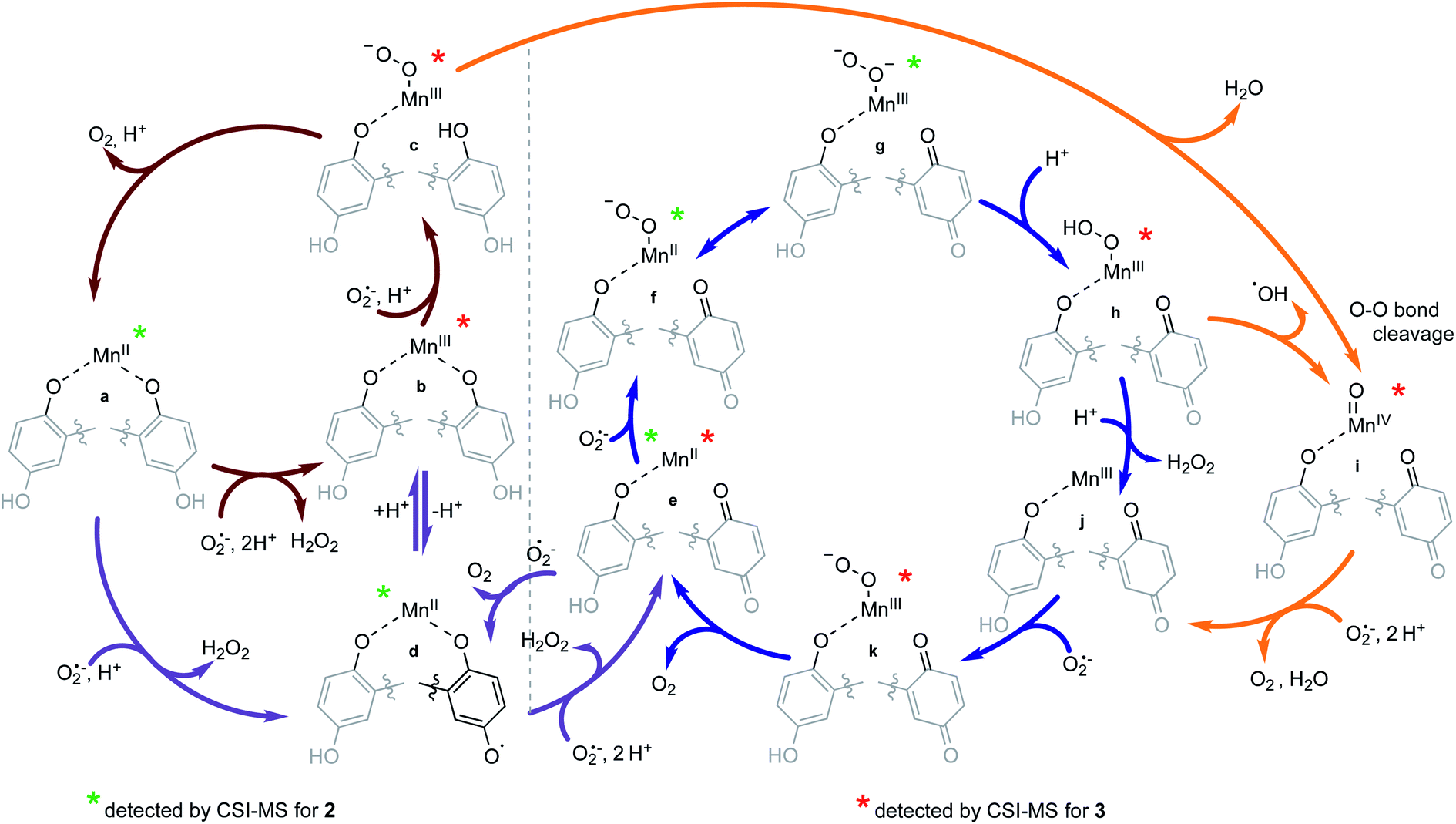 Quinol-containing ligands enable high superoxide dismutase activity by ...
