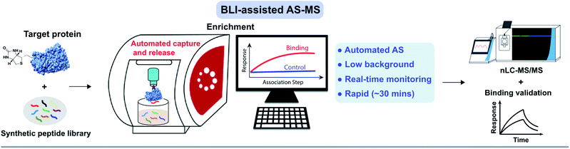 Automated affinity selection for rapid discovery of peptide binders ...