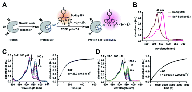 Single-molecule FRET and conformational analysis of beta-arrestin-1 ...