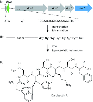 Improved broad-spectrum antibiotics against Gram-negative pathogens via ...