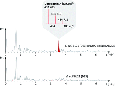 Improved broad-spectrum antibiotics against Gram-negative pathogens via ...