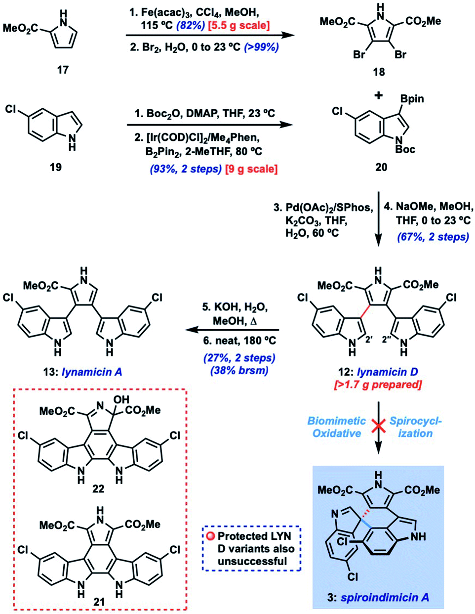 Total synthesis of (+)-spiroindimicin A and congeners unveils their ...