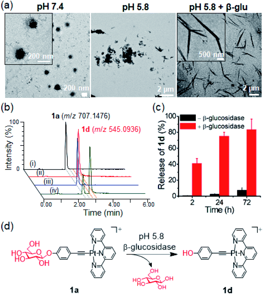 Dynamic supramolecular self-assembly of platinum( ii ) complexes ...