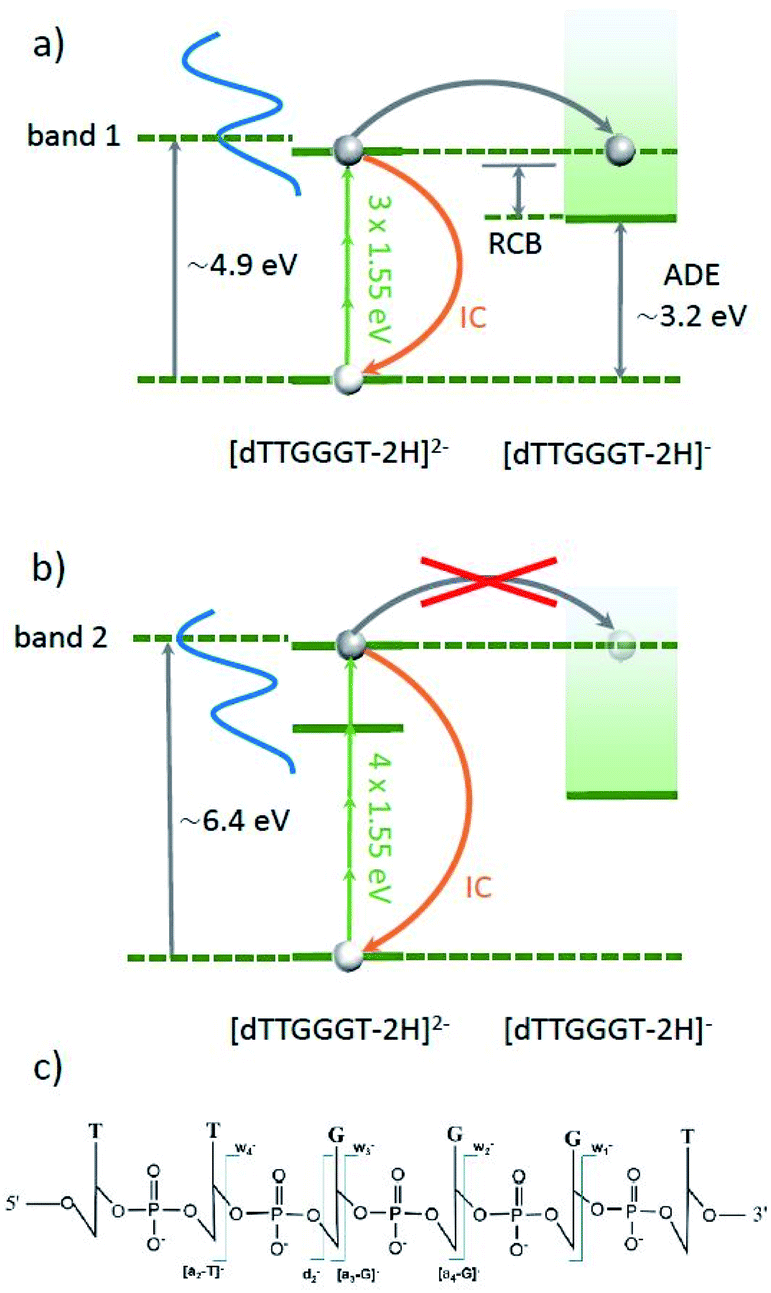 Multiple valence electron detachment following Auger decay of inner ...