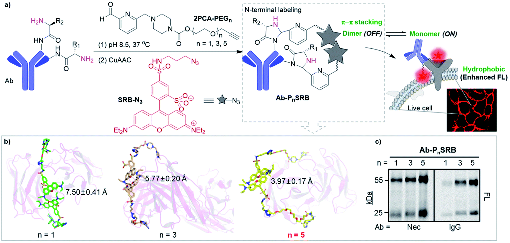 Real-time imaging of cell-surface proteins with antibody-based ...
