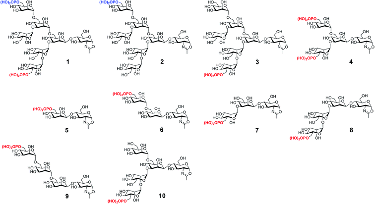 Chemoenzymatic glycan-selective remodeling of a therapeutic lysosomal ...