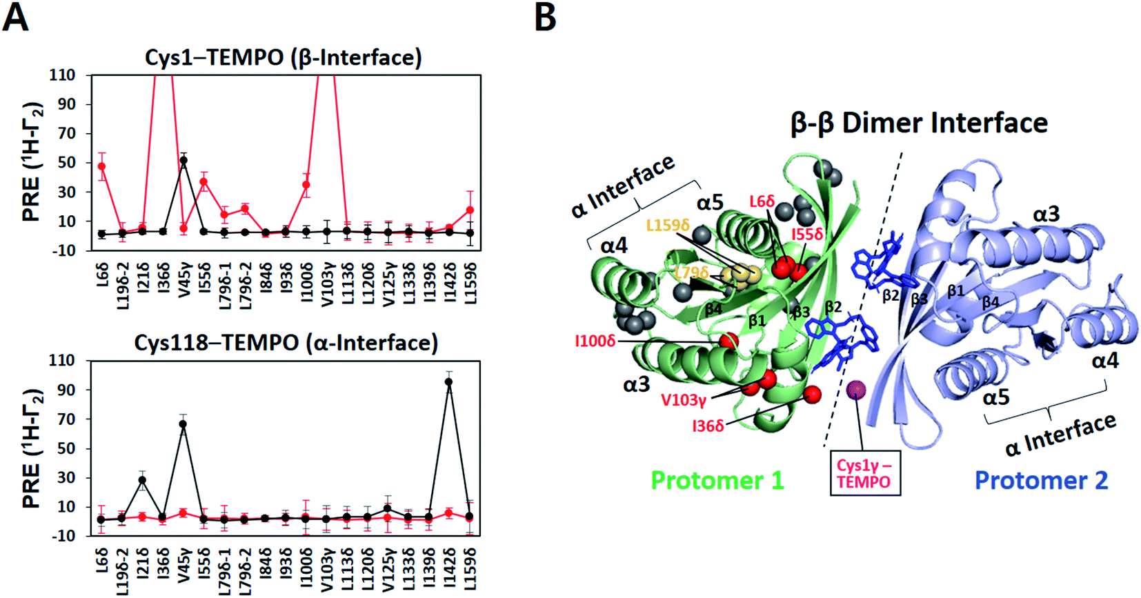 Oncogenic KRAS G12D mutation promotes dimerization through a second ...