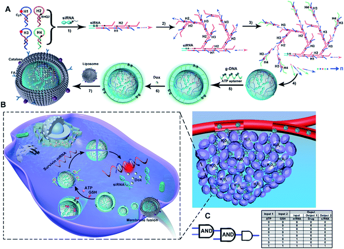 SiRNA-templated 3D framework nucleic acids for chemotactic recognition ...