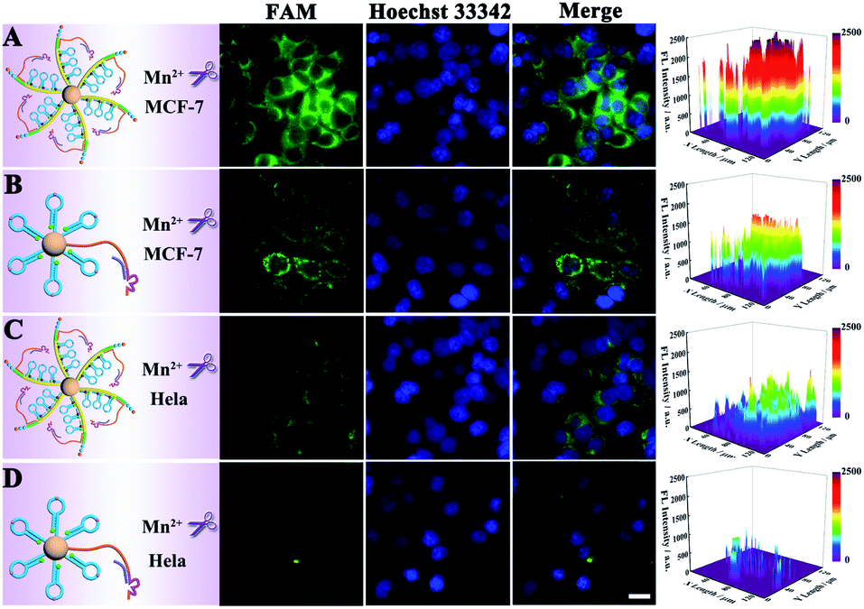 A core–brush 3D DNA nanostructure: the next generation of DNA ...