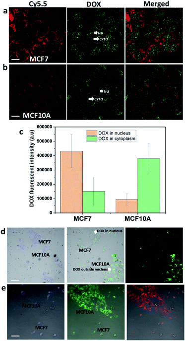 How to exploit different endocytosis pathways to allow selective ...
