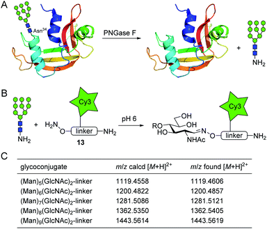 Rapid glycoconjugation with glycosyl amines - Chemical Science (RSC ...