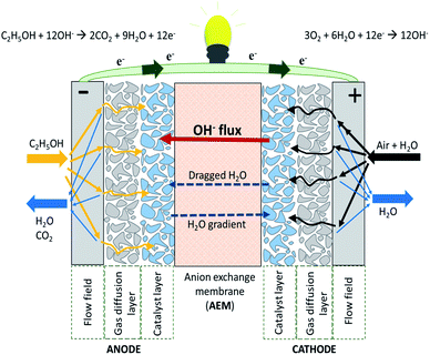 Alkaline membrane fuel cells: anion exchange membranes and fuels ...