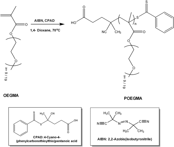 Molecular dynamics and crystallization in polymers based on ethylene ...