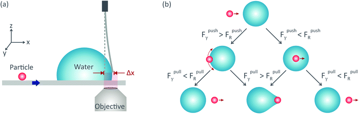 How a water drop removes a particle from a hydrophobic surface - Soft ...