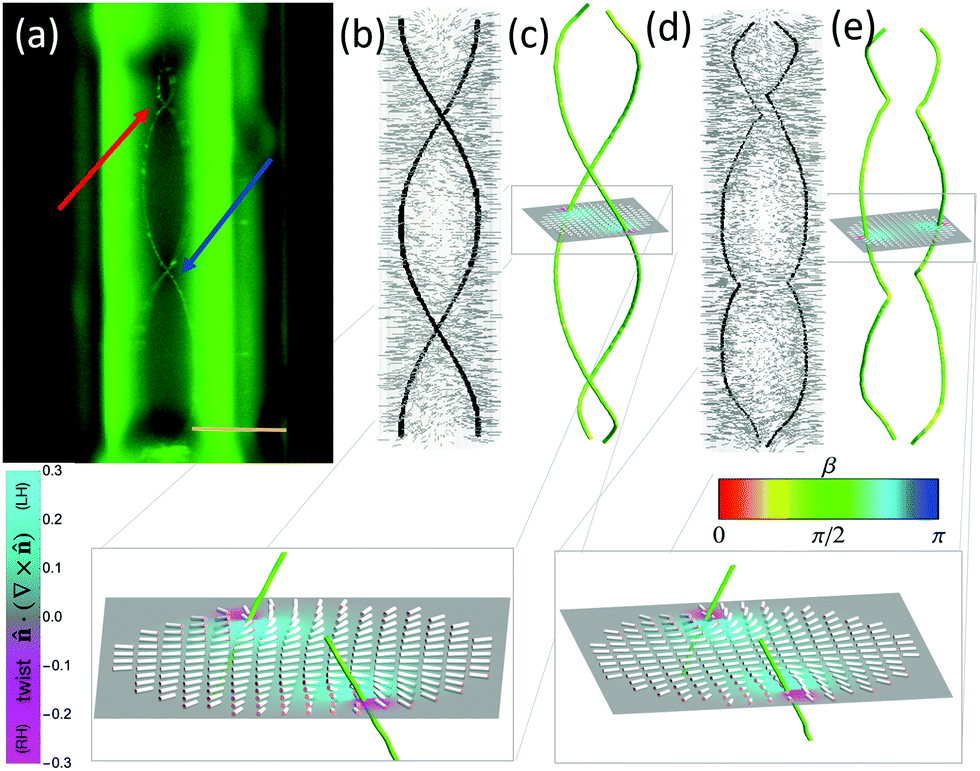 Emergence and stabilization of transient twisted defect structures in ...