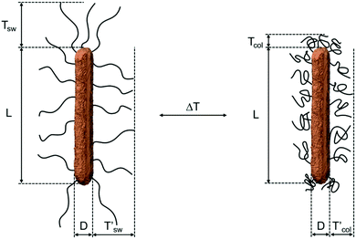 Translational and rotational diffusion coefficients of gold nanorods ...