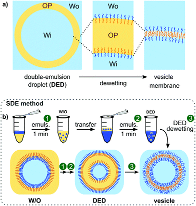 Formation of giant polymer vesicles by simple double emulsification ...