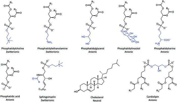 Investigating lipid headgroup composition within epithelial membranes ...