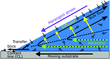 Flow profiles near receding three-phase contact lines: influence of ...