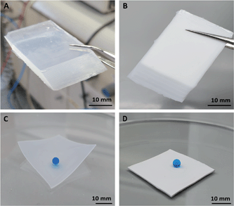 Facile fabrication of micro-/nanostructured, superhydrophobic membranes ...