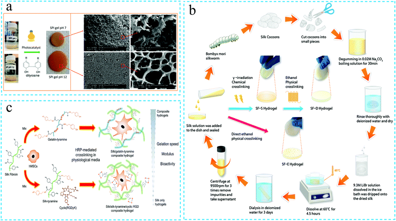 Functional silk fibroin hydrogels: preparation, properties and ...