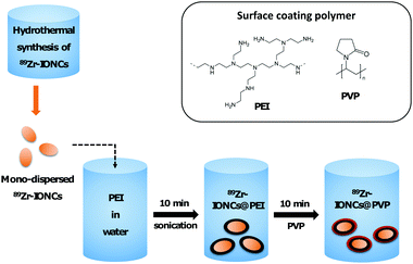 Biological behavior of nanoparticles with Zr-89 for cancer targeting ...