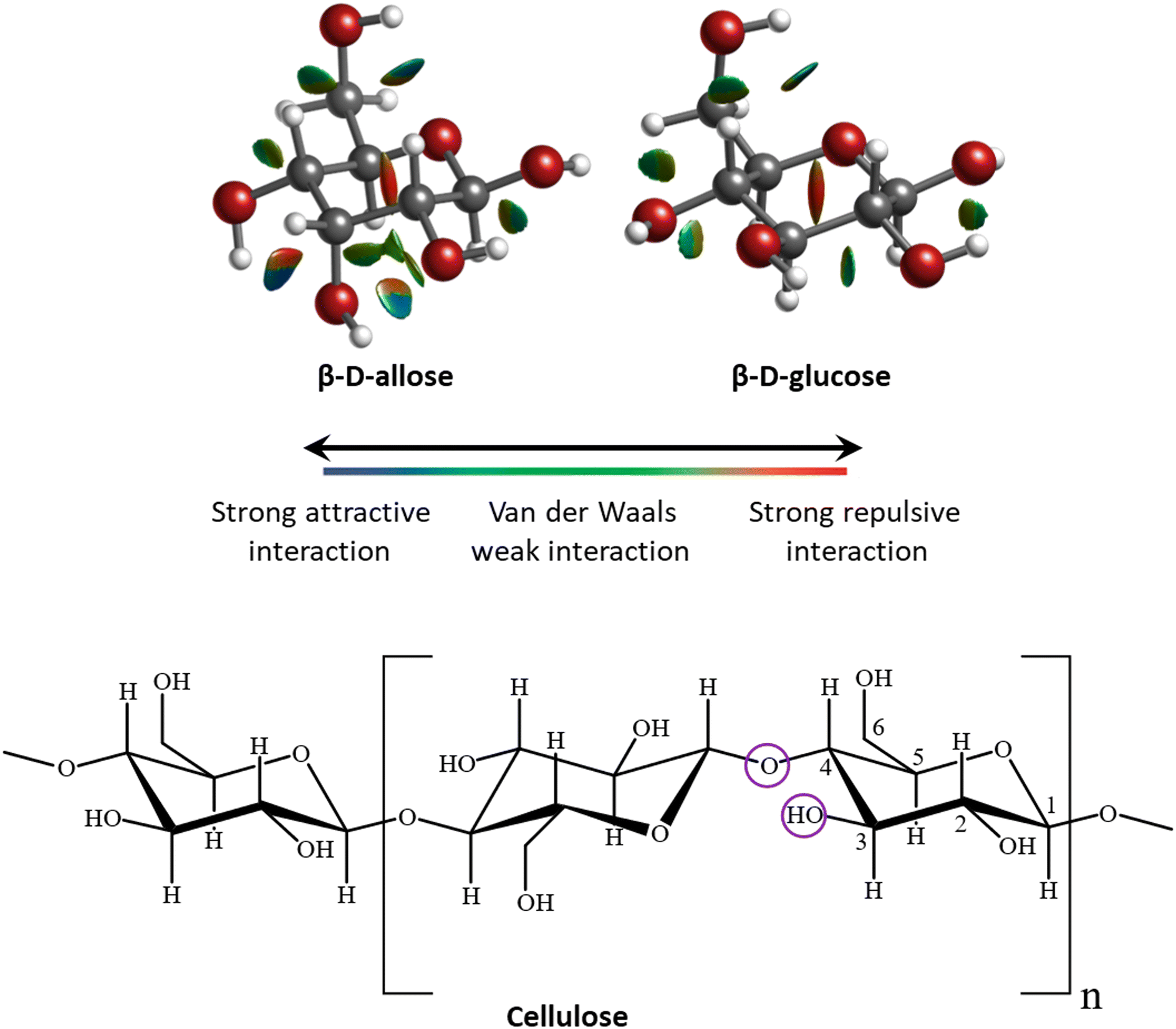 Understanding the abundance of the rare sugar β- d -allose - Physical ...