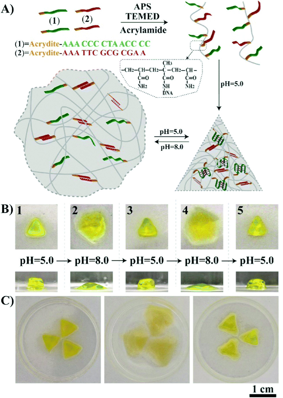 Construction of tissue-customized hydrogels from cross Construction of tissue-customized hydrogels from cross