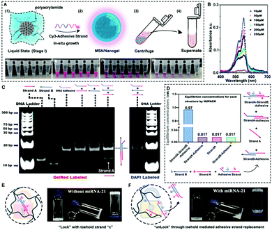 Self-assembly of DNA nanogels with endogenous microRNA toehold self ...
