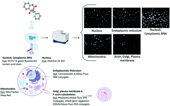 Computational analyses of mechanism of action (MoA): data, methods and ...