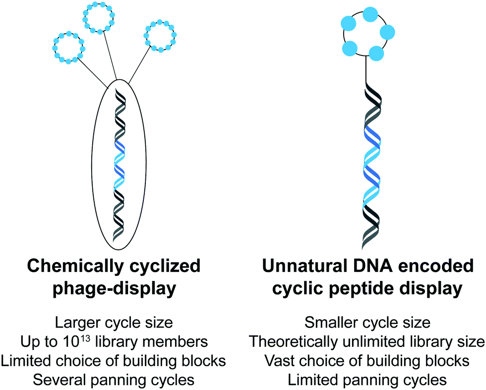 Macrocyclic DNA-encoded chemical libraries: a historical perspective ...