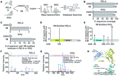 Stapling proteins in the RELA complex inhibits TNFα-induced nuclear ...