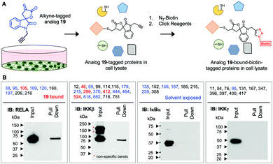 Stapling proteins in the RELA complex inhibits TNFα-induced nuclear ...