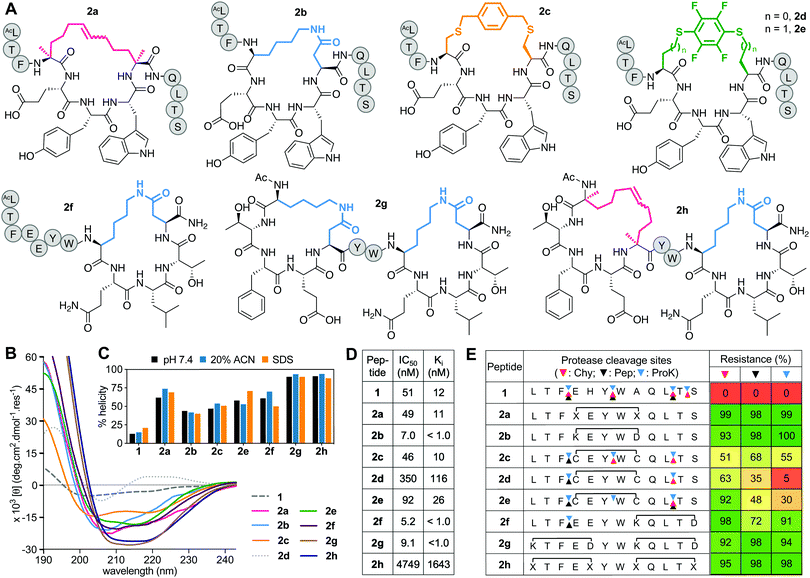 Landscaping macrocyclic peptides: stapling hDM2-binding peptides for ...