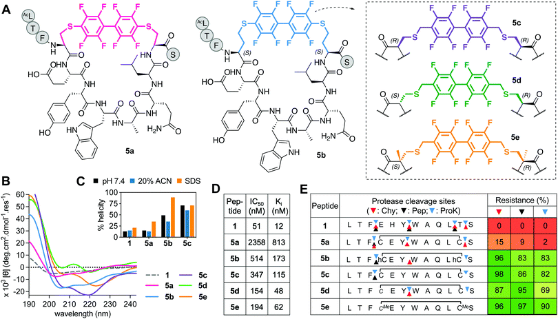 Landscaping macrocyclic peptides: stapling hDM2-binding peptides for ...