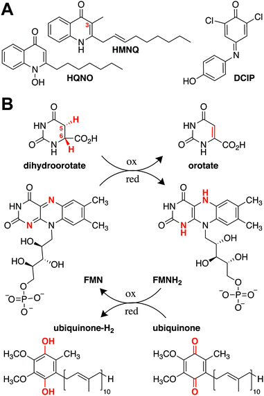 Structural insights into inhibition of the drug target dihydroorotate ...