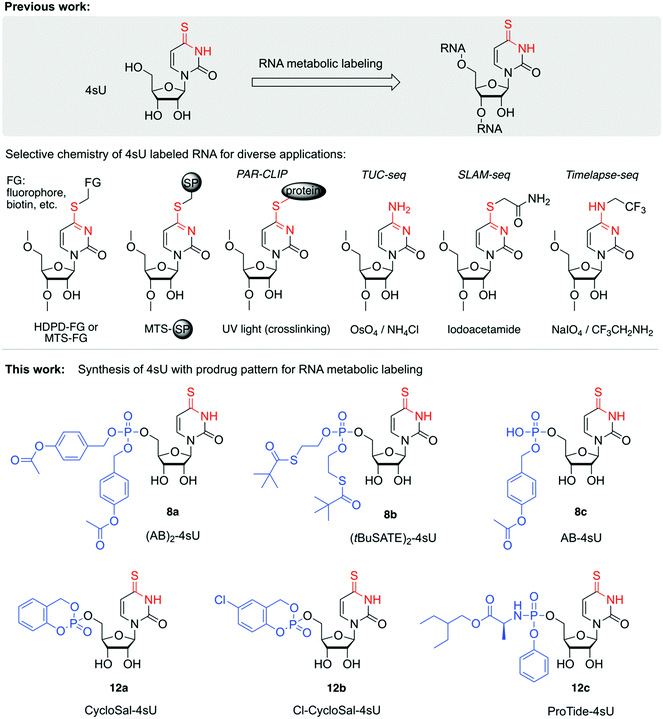 Synthesis of 4-thiouridines with prodrug functionalization for RNA ...