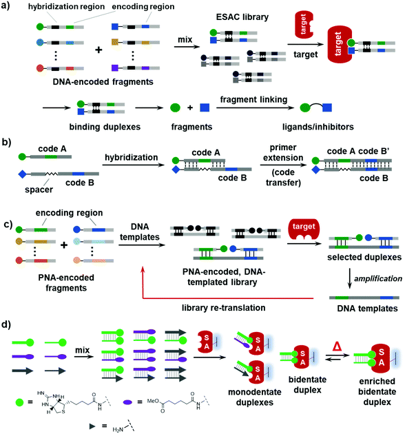 Recent advances in DNA-encoded dynamic libraries - RSC Chemical Biology ...