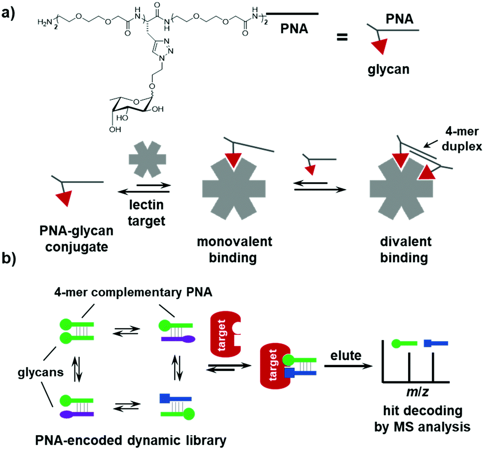 Recent advances in DNA-encoded dynamic libraries - RSC Chemical Biology ...