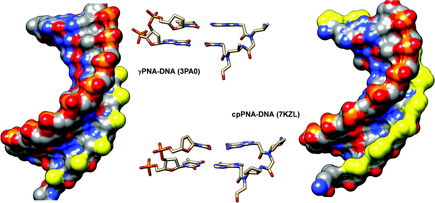Perspectives on conformationally constrained peptide nucleic acid (PNA ...