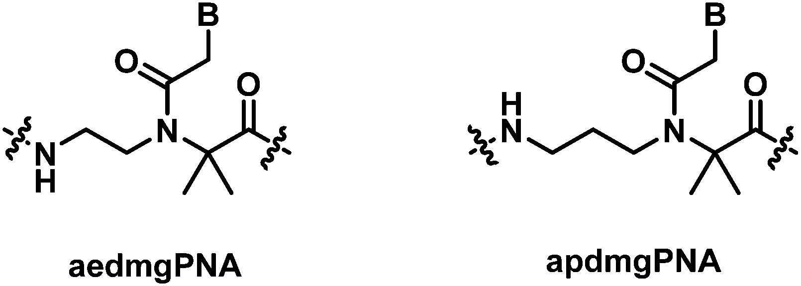 Perspectives on conformationally constrained peptide nucleic acid (PNA ...