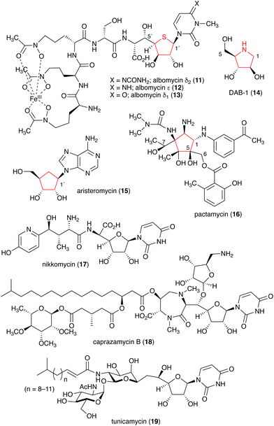The chemistry and biology of natural ribomimetics and related compounds ...